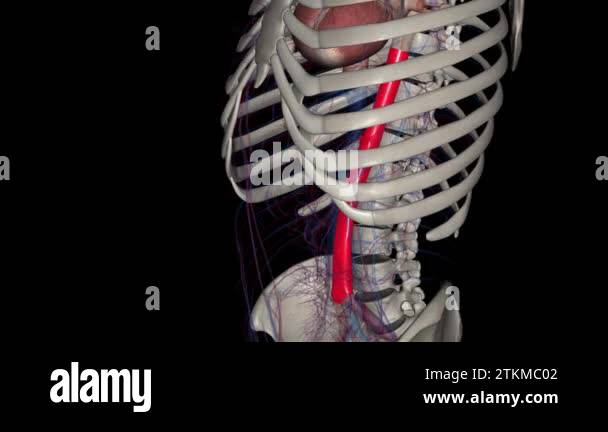 Abdominal aorta vena cava Stock Videos & Footage - HD and 4K Video ...