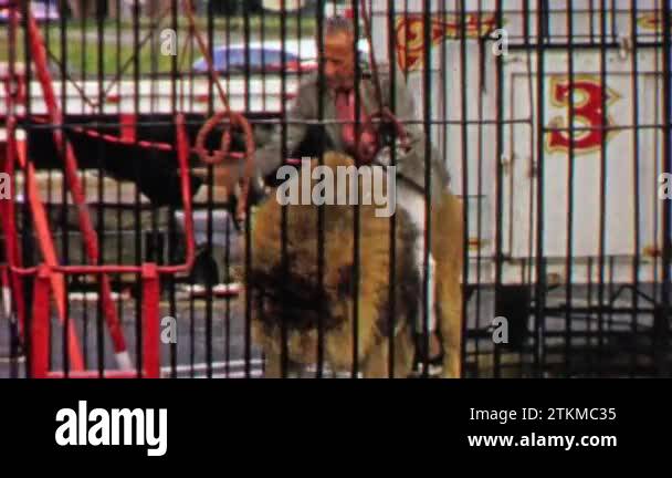 Brave like lion Stock Videos & Footage - HD and 4K Video Clips - Alamy