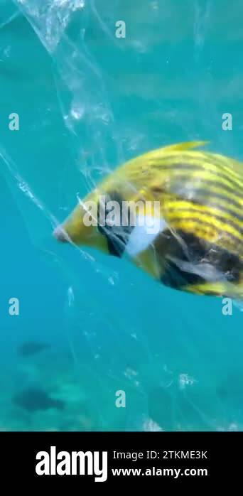 VERTICAL VIDEO, Close-up of Butterflyfish died hitting trapped in a ...