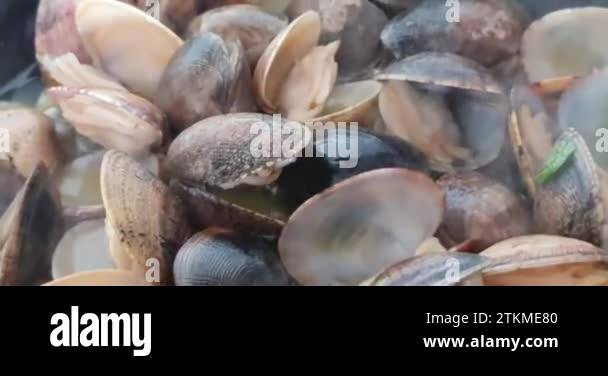 Clams cooked beach Stock Videos & Footage - HD and 4K Video Clips - Alamy