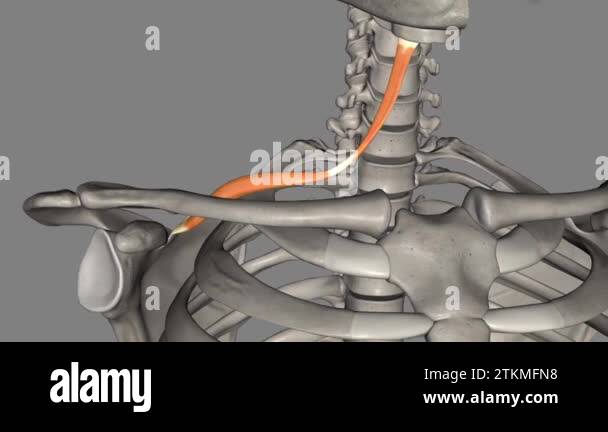 The omohyoid muscle is a muscle in the neck. It is one of the ...