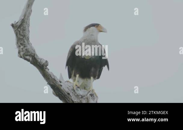 Scavenger bird raptor tree Stock Videos & Footage - HD and 4K Video ...