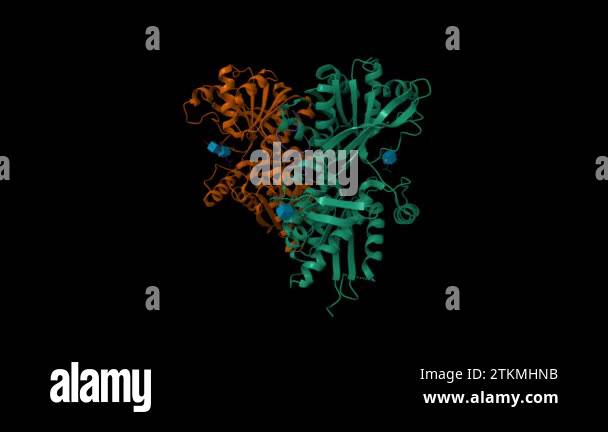 Structure of natriuretic peptide receptor-C dimer complexed with atrial ...
