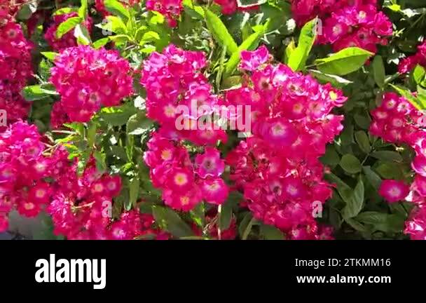 Beautiful hybrid musk rose Stock Videos & Footage - HD and 4K Video ...