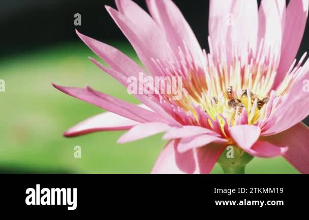 Close-up, swarm of bees is sucking the nectar from purple water lily ...
