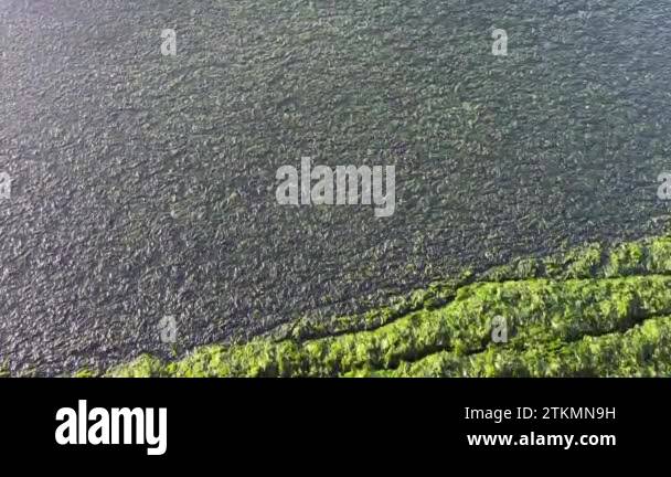 Seaweeds on the Seashore. Their Importance and Diversity in the ...