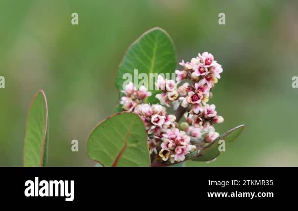 Pink flowering terminal indeterminate pistillate compound racemose ...