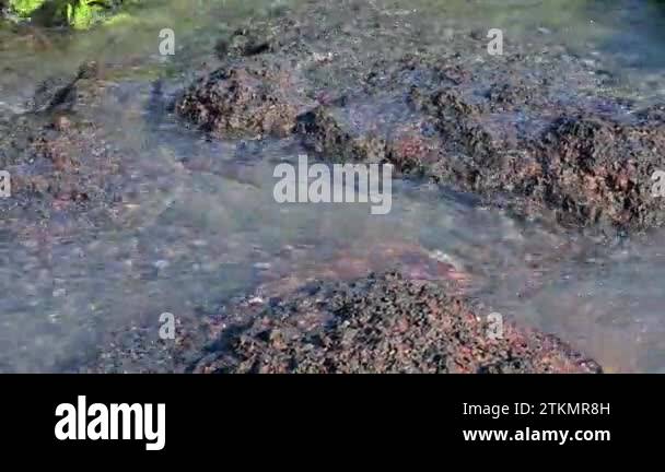 Tide pool ecosystem Stock Videos & Footage - HD and 4K Video Clips - Alamy