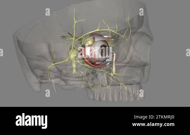 The eye light reflex, is regulated by three structures: the retina, the ...