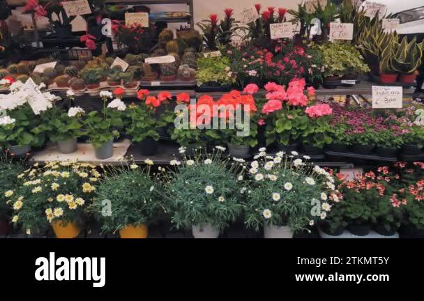 flower market. horticulture. Flower Shop. greenhouse. close-up. variety ...