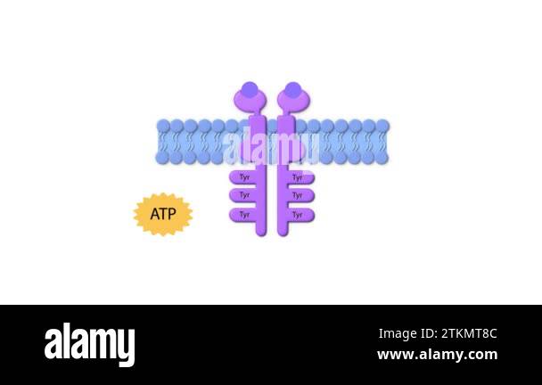 Enzyme Linked Receptor Ligand Adp Atp Cell Membrane Enzyme Linked Receptors Cell Surface