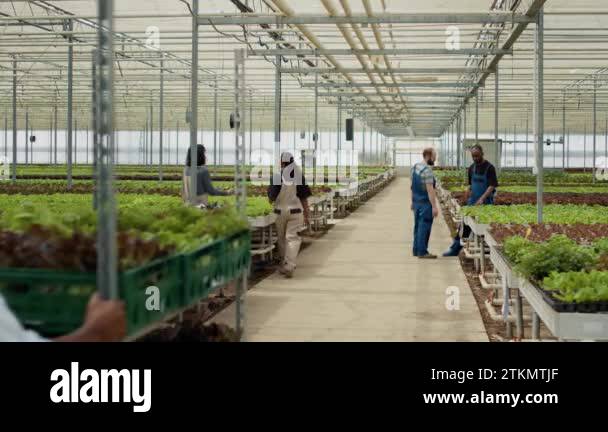 Two diverse farm workers doing fist bump hand gesture while african ...