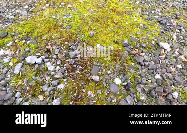 green moss on the stones. rocky tropic with moss. black small stones ...