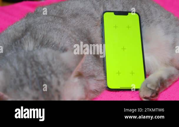 Greenscreen phone. Phone green screen and cat. Phone screen replacement ...