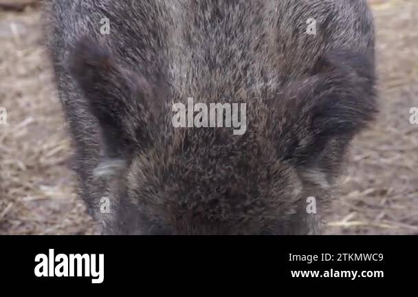 European pig Stock Videos & Footage - HD and 4K Video Clips - Alamy