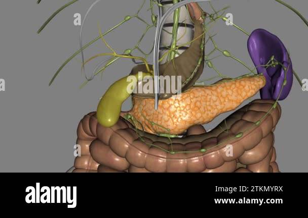 gallbladder is a small, pear-shaped organ on the right side of your ...