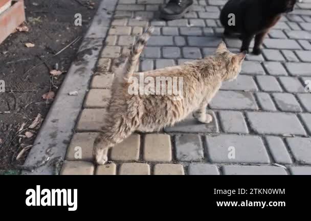 A lot of stray cats walk together in a public park and wait for food ...