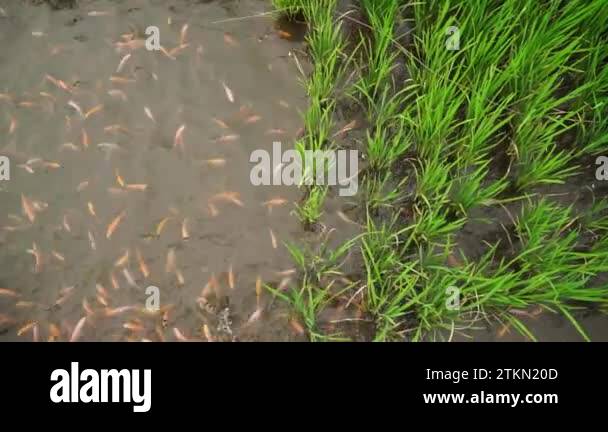 The mina padi cultivation system, which was started to be developed by ...