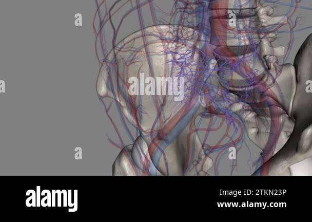 The common iliac vein is formed by the unification of the internal and ...