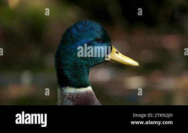 Bird swims in the lake, river. Duck close-up. River Mallard Duck. Duck ...