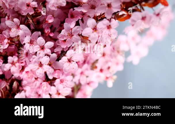 Spring time. Pink flower on a light blue blurred background. Pink ...