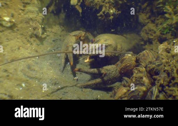 Red clawed crayfish Stock Videos & Footage - HD and 4K Video Clips - Alamy