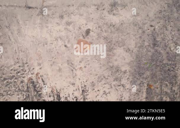 Toquilla palm Stock Videos & Footage - HD and 4K Video Clips - Alamy