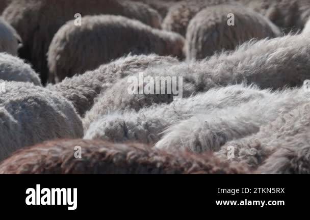 The sheep peacefully graze in the pen. A lot of beautiful lambs. The ...
