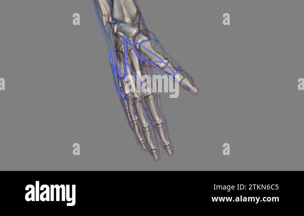 Vena dorsal Stock Videos & Footage - HD and 4K Video Clips - Alamy