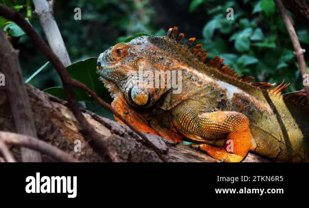 Green Iguana, iguana iguana, Adult Male standing on Branch, Los Lianos ...