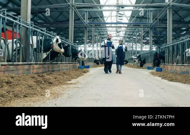Dairy farm employees are walking through the livestock farm. 4K Stock ...