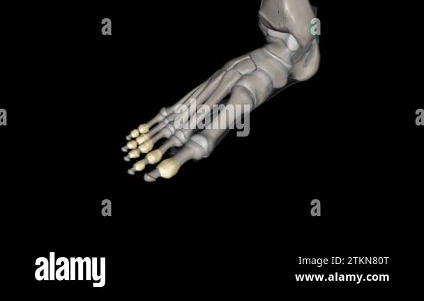The interphalangeal joints of the foot are between the phalanx bones of ...