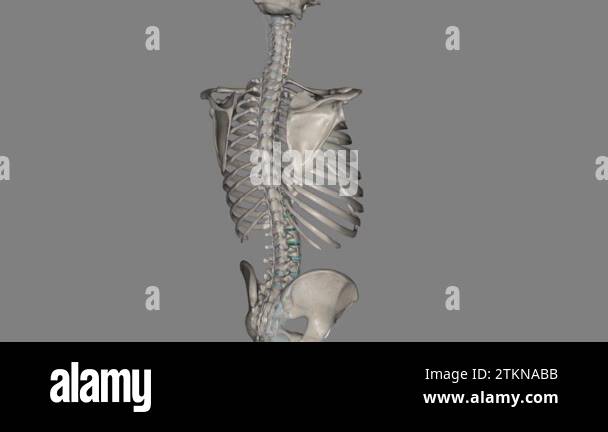 The intertransverse ligaments comprise sheets of connective tissue that ...