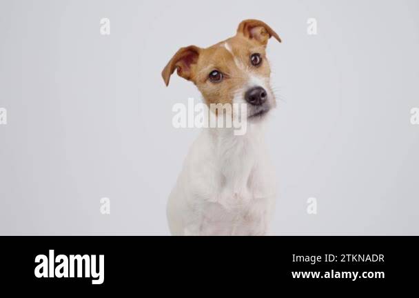 Curious interested dog looks into camera and turns his head in ...