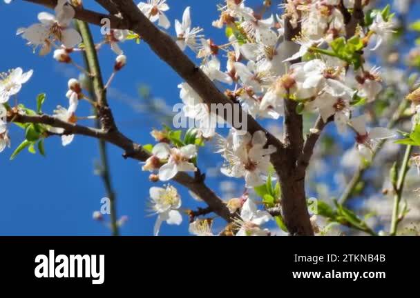 Pollination of fruit trees Stock Videos & Footage - HD and 4K Video ...