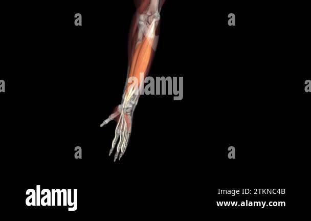 The flexor digitorum superficialis flexes the middle phalanges of the ...