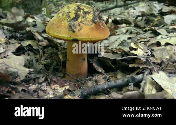 Scarletina bolete neoboletus erythropus Stock Videos & Footage - HD and ...