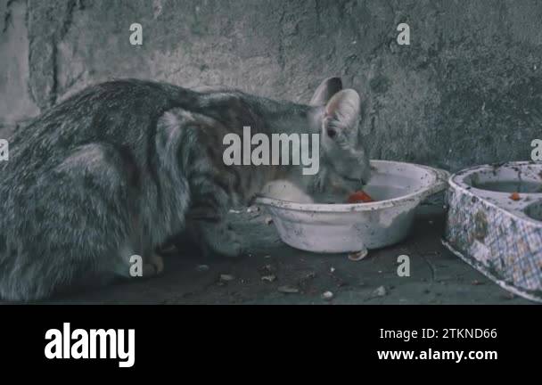 Homeless and hungry cats eat leftovers from the floor. Dirty cats with ...