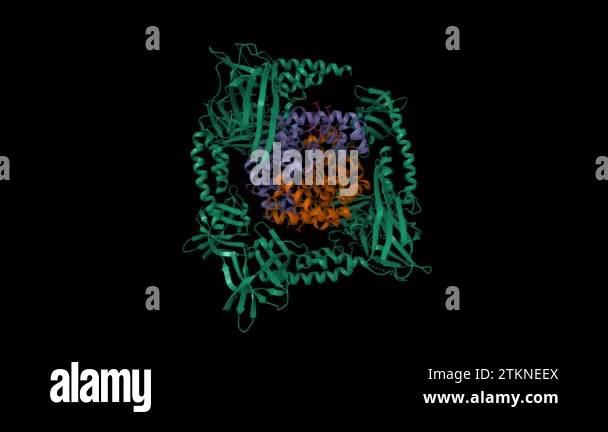 Human methemoglobin with the second and third NEAT domains of IsdH ...