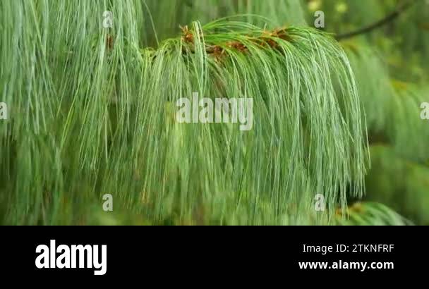 Pinus wallichiana is a coniferous evergreen tree. This tree is often known as Bhutan pine. Other ...