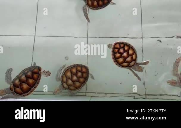 Group of baby sea turtles swim in a pool, Nursery for baby turtles ...