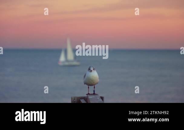 Sailboat cross sea Stock Videos & Footage - HD and 4K Video Clips - Alamy