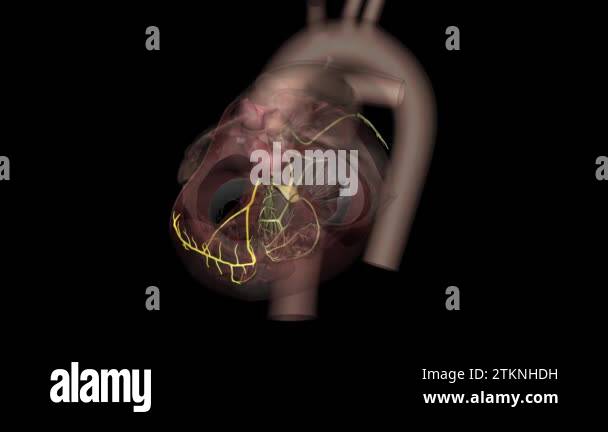 Heart electrical system Stock Videos & Footage - HD and 4K Video Clips ...