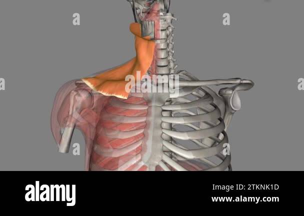 The platysma muscle is a superficial muscle of the human neck that ...