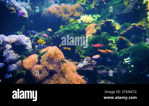 The marine life of tropical fish. Tropical fish reef marine Colourful ...
