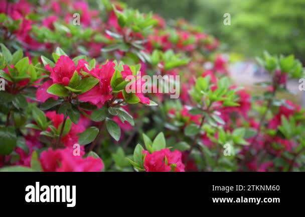 Azalea japonica in bloom Stock Videos & Footage - HD and 4K Video Clips ...