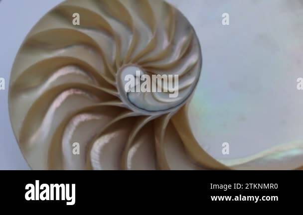 nautilus shell stock Fibonacci footage video clip turning golden ratio number sequence natural ...