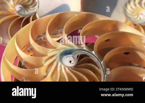 nautilus shell stock Fibonacci footage video clip turning golden ratio number sequence natural ...
