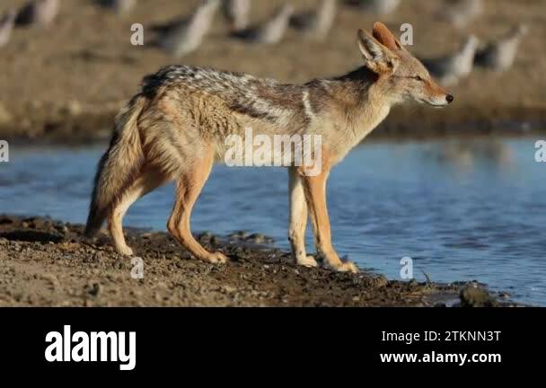 Africa black backed jackal Stock Videos & Footage - HD and 4K Video ...