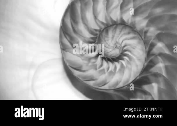 nautilus shell stock Fibonacci footage video clip turning golden ratio ...